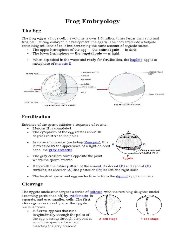 Frog Embryology | PDF