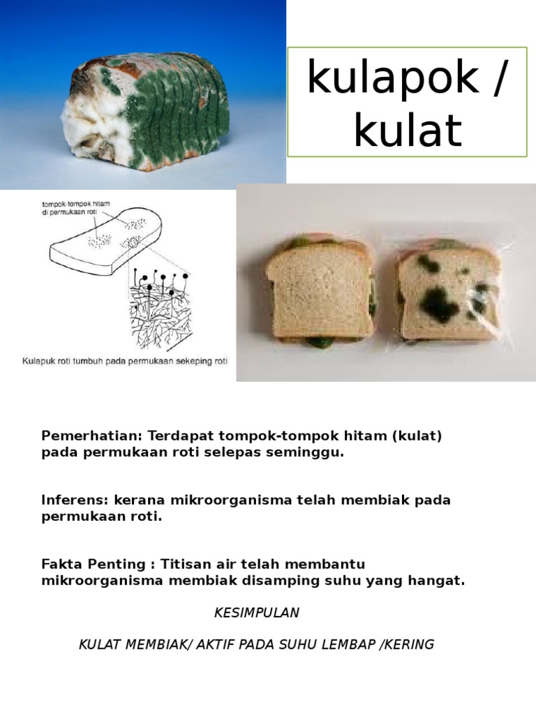 Kulat Roti