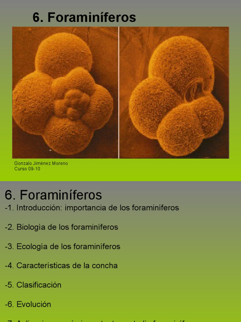 Foraminiferos | Naturaleza | Ciencias de la tierra y de la vida ...