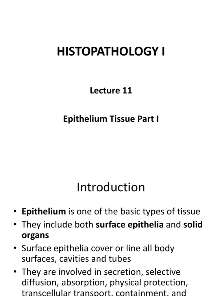 Histopathology I Epithelium Tissue Part I Pdf Epithelium Tissue