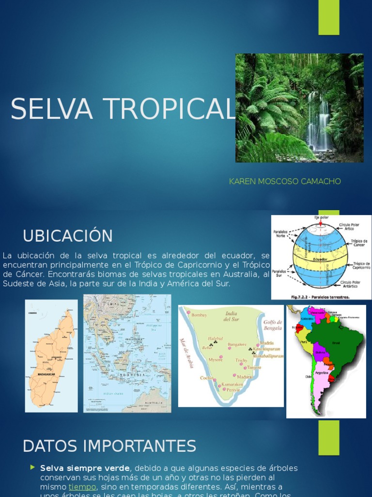 Selva Tropical | PDF | Selva | Zona tropical