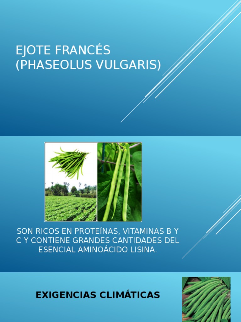 Ejote Francés | PDF | Siembra | Fertilizante