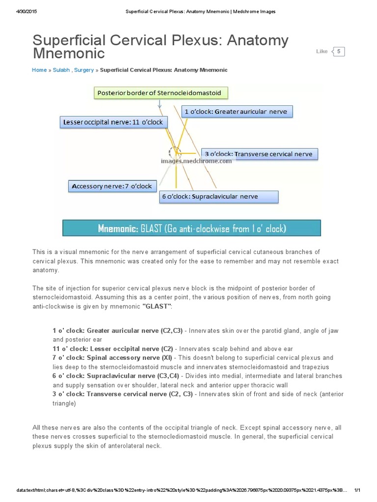 Cervical Plexus Anatomy Mnemonic | PDF