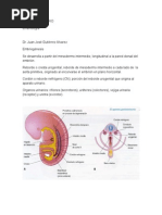 Aparato Renal Del Pollo | Riñón | Sistema urinario | Prueba gratuita de ...