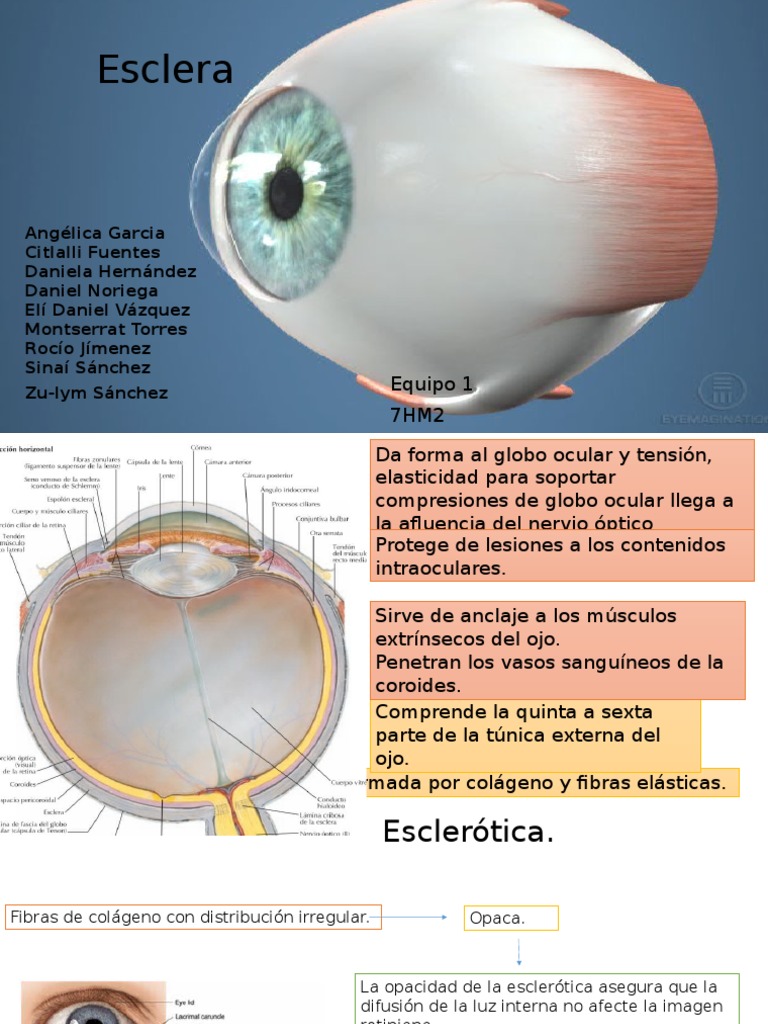 oftalmologia-esclera | Ojo humano | Especialidades Medicas