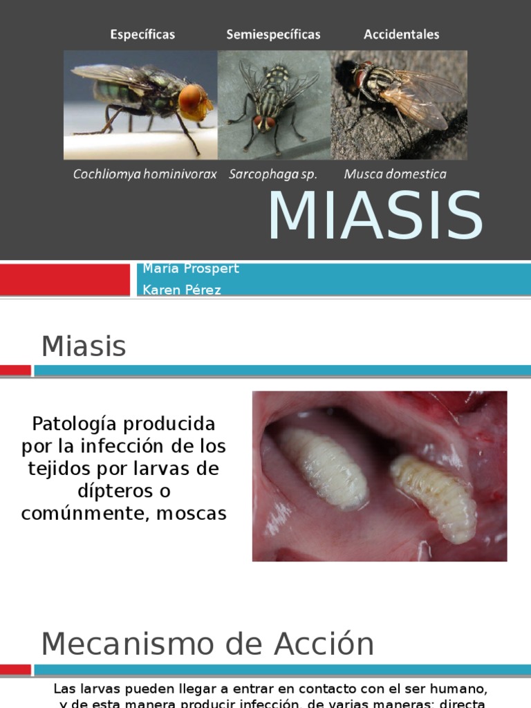 Miasis | PDF | Enfermedades y trastornos | Especialidades Medicas