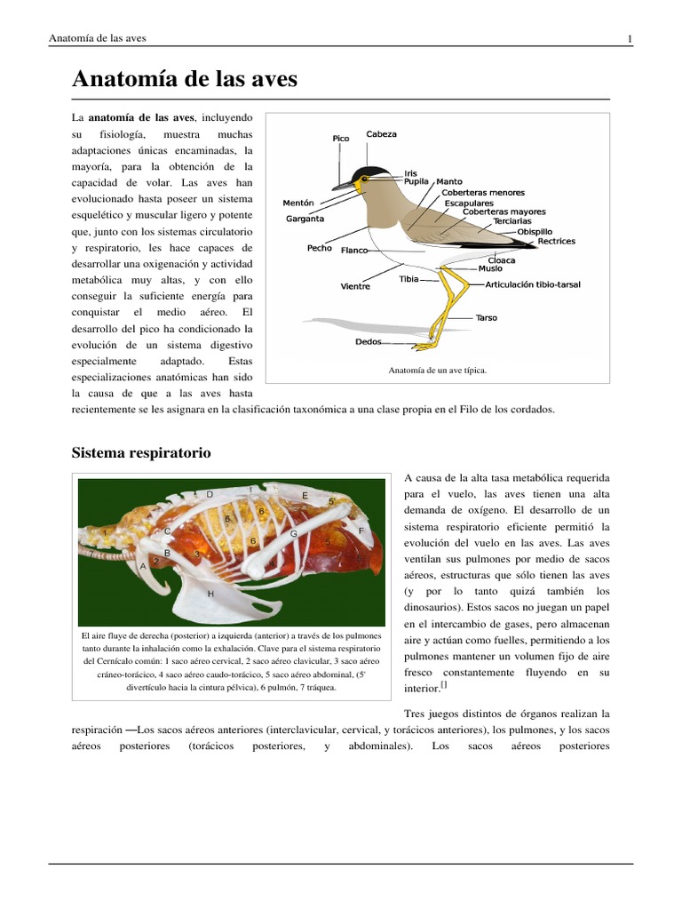 Anatomía de Las Aves | Pulmón | Aves