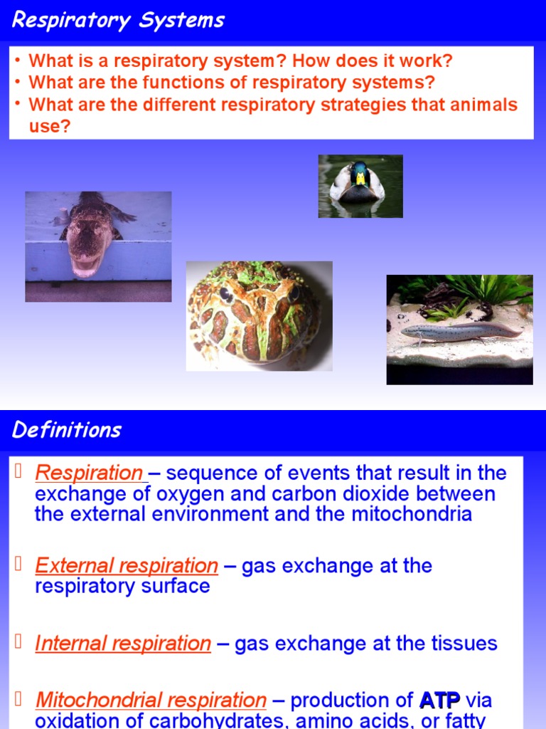 animal Respiratory system.ppt | Gill | Lung
