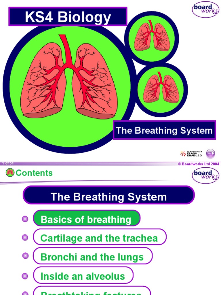 KS4 the Breathing System | Lung | Breathing