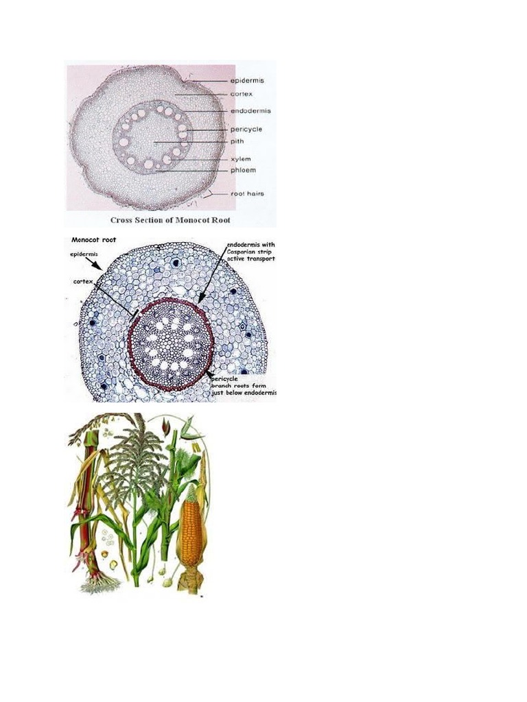 Batang Jagung | PDF | Sains & Matematika