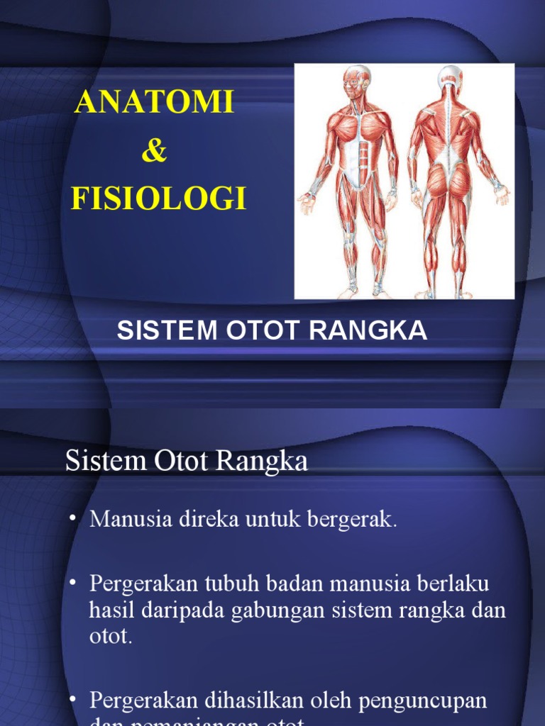 Sistem Otot Tingkatan 4 | PDF