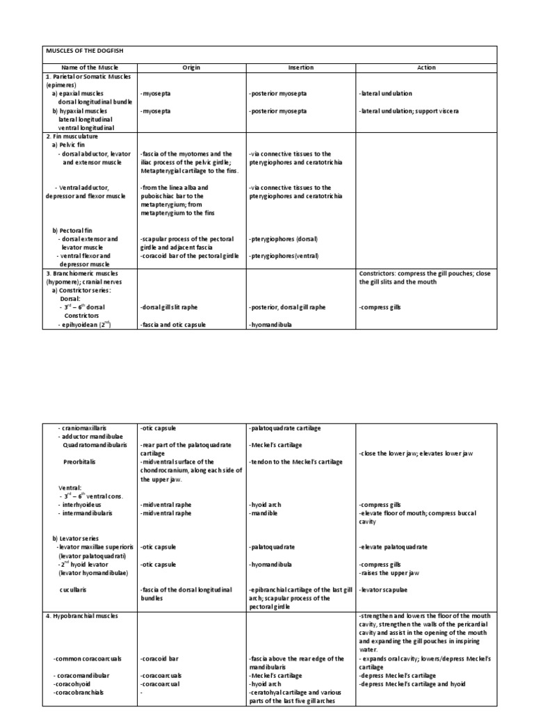 Muscles of The Dogfish | PDF | Pelvis | Mouth