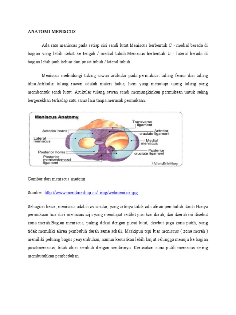 Anatomi Meniscus | PDF