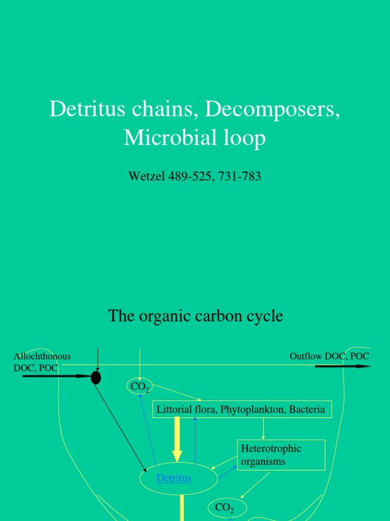 17 Microbial Loop | PDF | Aquatic Ecology | Systems Ecology