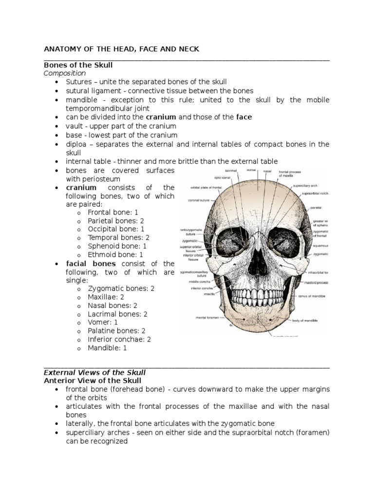 Anatomy of The Head | PDF | Skull | Musculoskeletal System