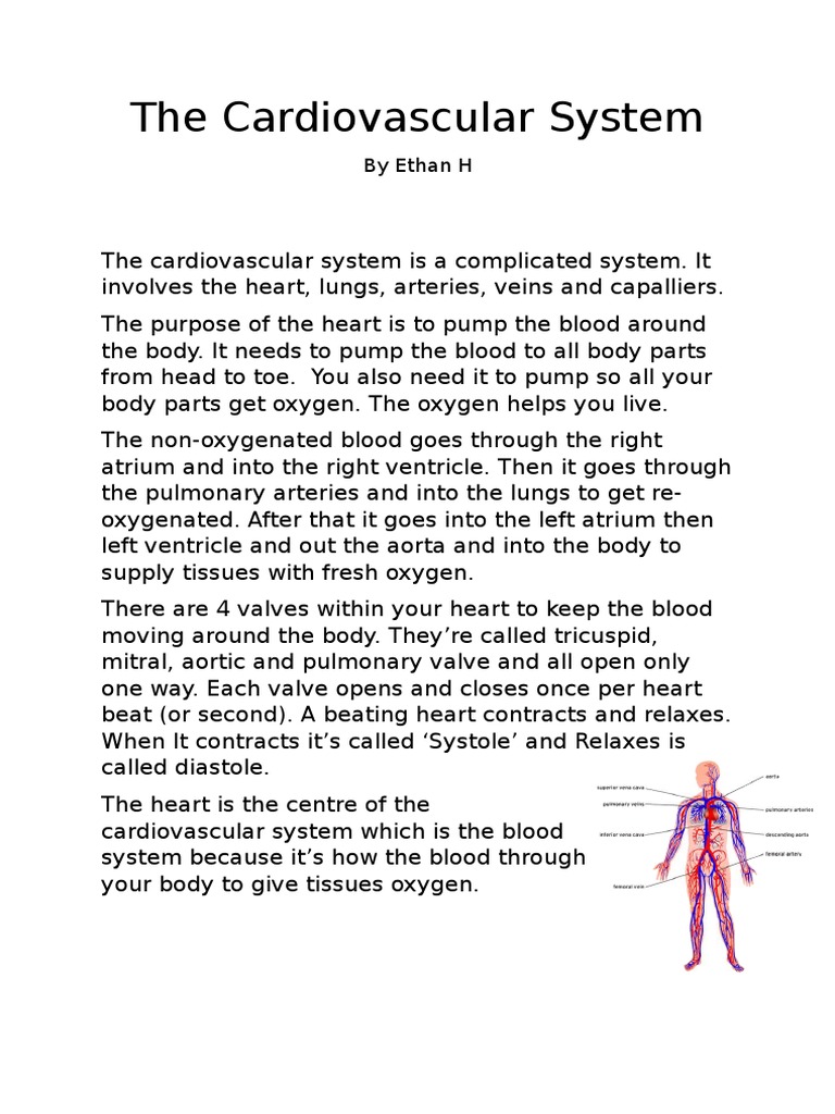 The Cardiovascular System | PDF