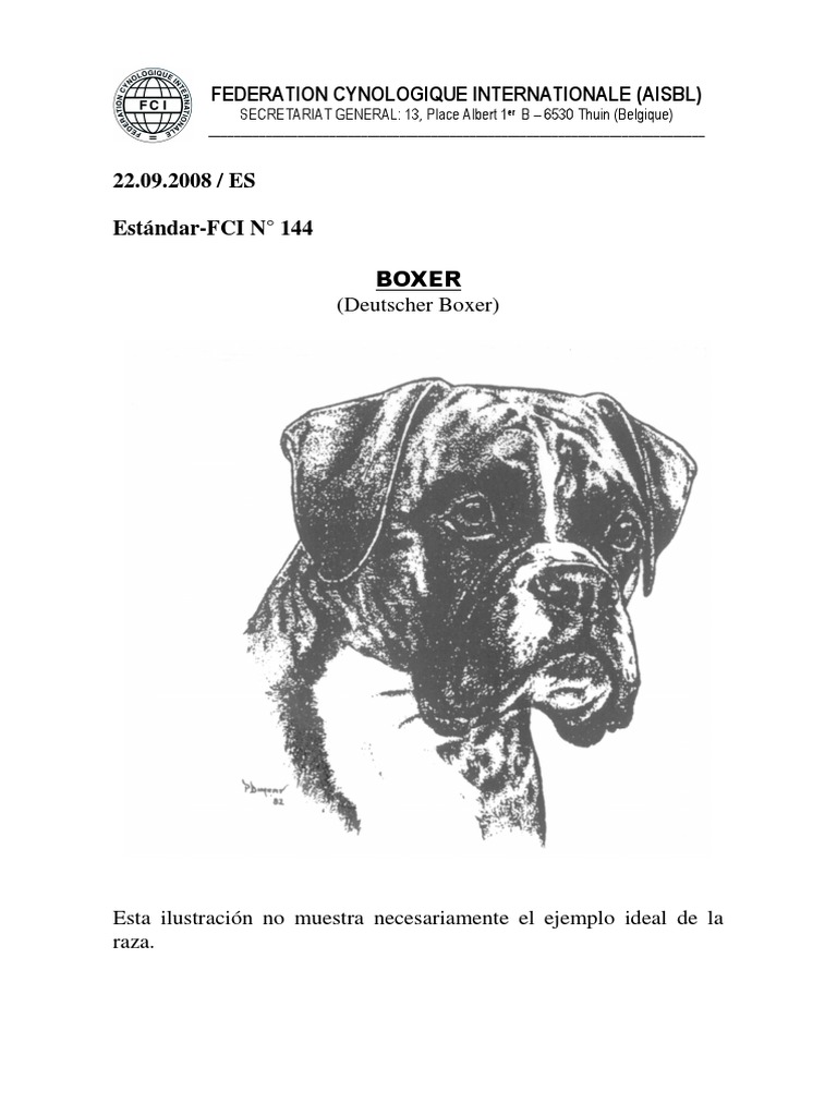 estandar del boxer.pdf