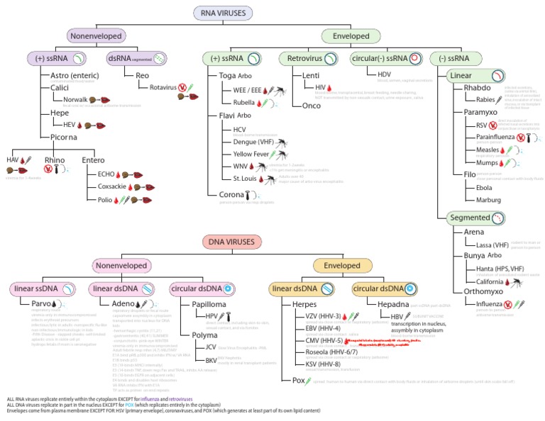 Virus Flowchart | PDF | Virus | Epidemiology