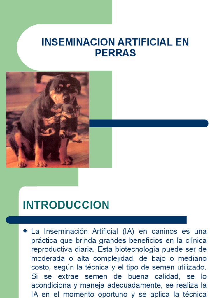 Inseminacion Artifiacial en Perras | PDF | El embarazo | Placenta