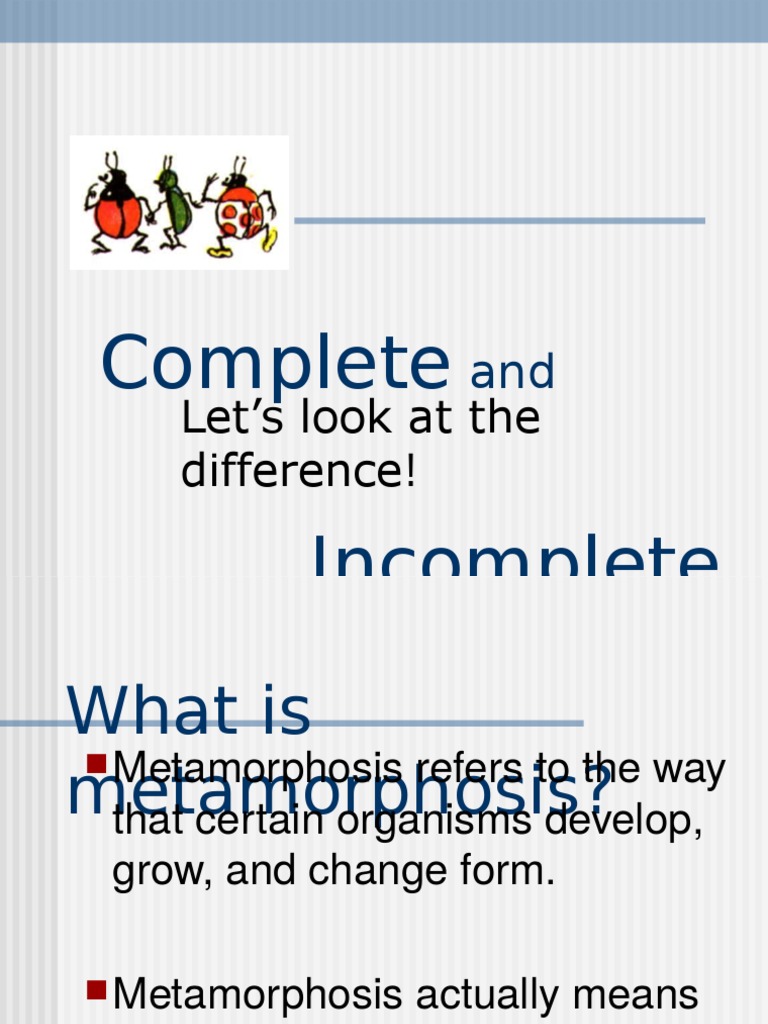 Metamorphosis PowerPoint | PDF | Pupa | Hexapoda