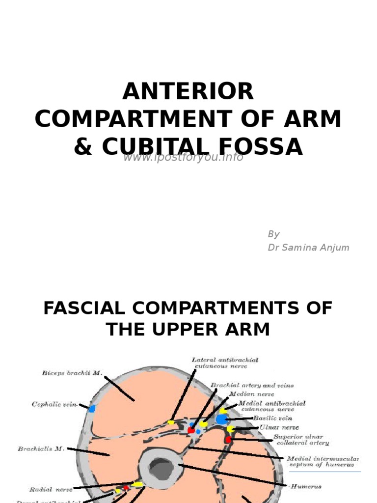 Anterior Arm Compartment & Cubital Fossa | PDF | Arm | Elbow