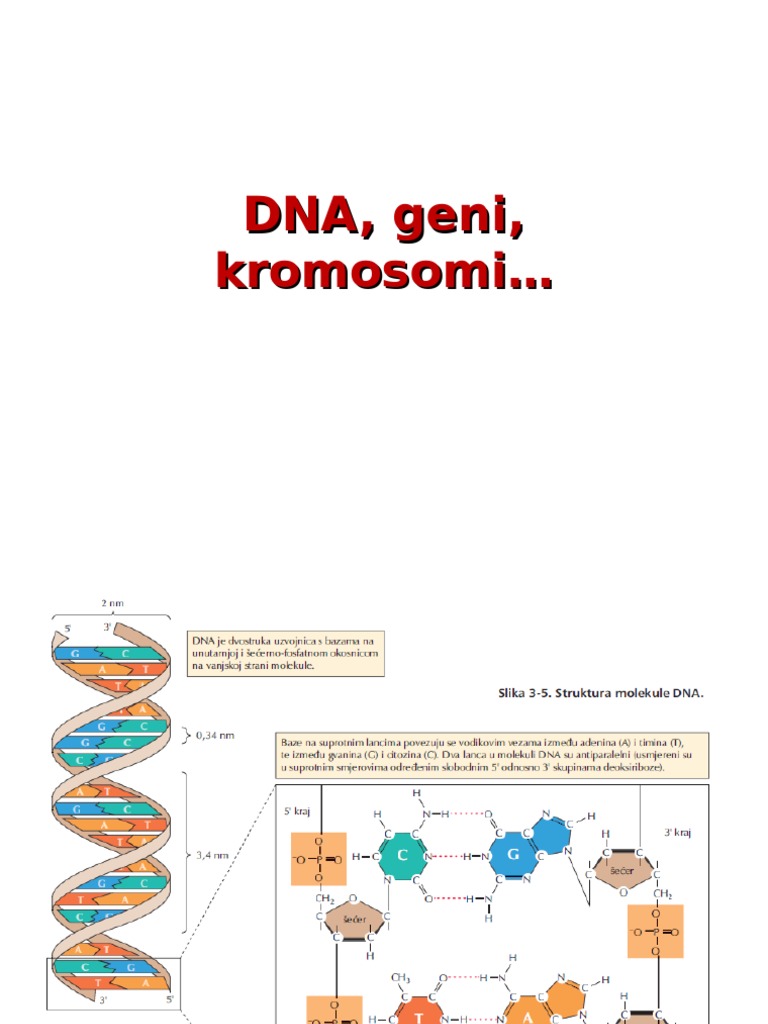 DNA, Geni, Kromosomi... | PDF