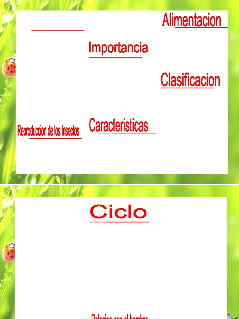 Triptico Insectos | PDF | Insectos | Mosca