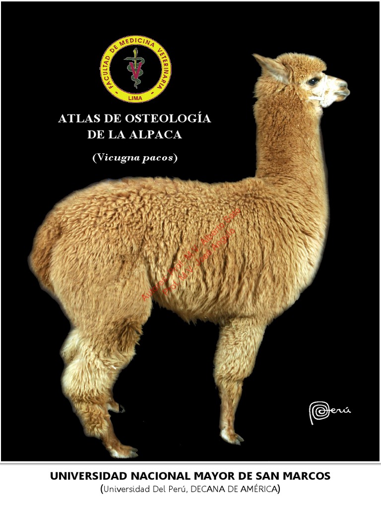 Osteología de la Alpaca Adulta (Atlas) | Vértebra | La columna vertebral
