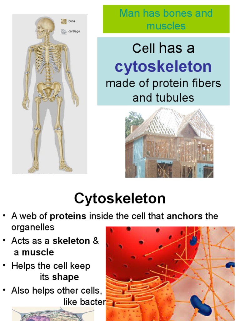 Understanding the Cell Cytoskeleton | PDF | Cytoskeleton | Microtubule