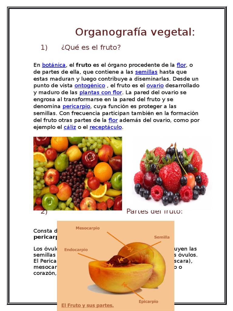 Funciones y partes del fruto en botánica | PDF | Fruta | Semilla