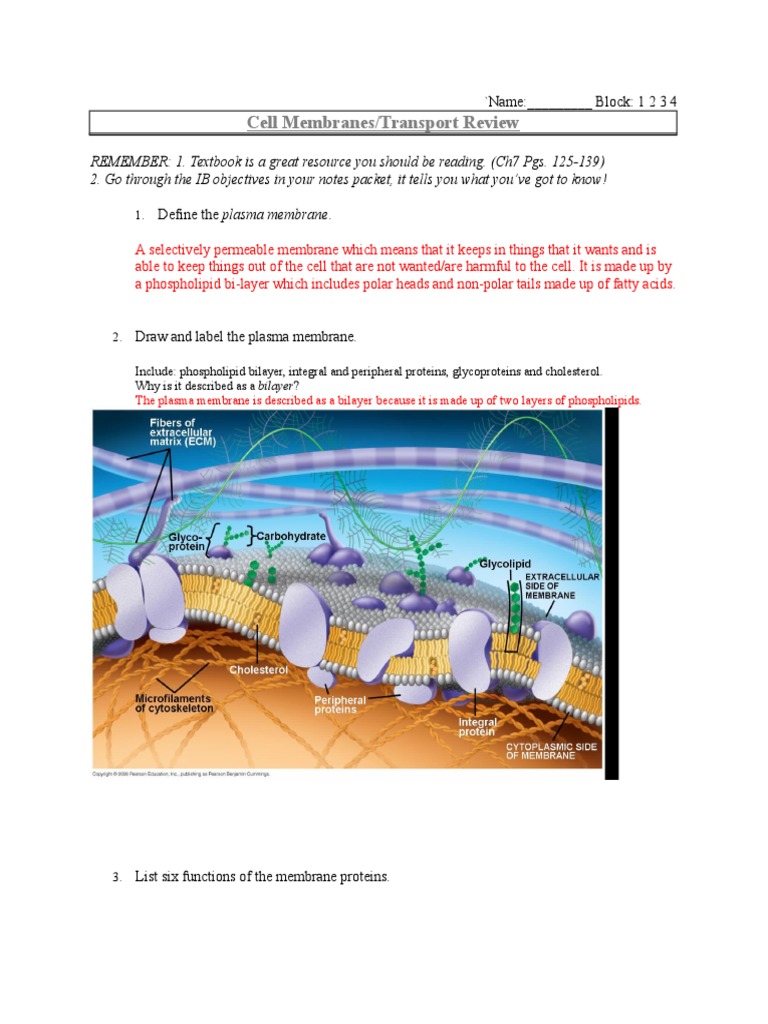Cell Transport Review ANSWERS | PDF | Cell Membrane | Cell (Biology)