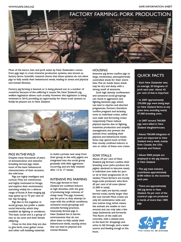 Factory Farming: Pork Production Factsheet | PDF | Domestic Pig ...