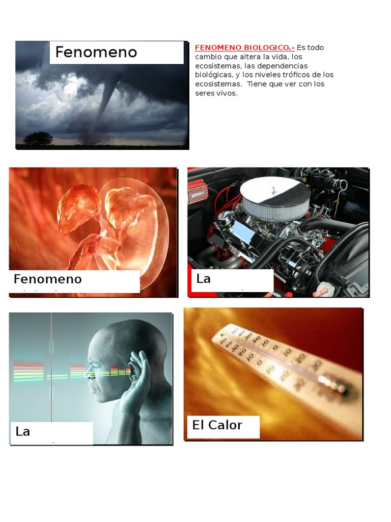 Fenomeno Biologico | PDF