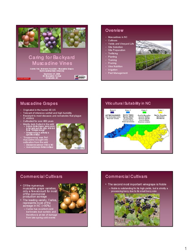 Caring For Backyard Vines | PDF | Horticulture And Gardening | Botany