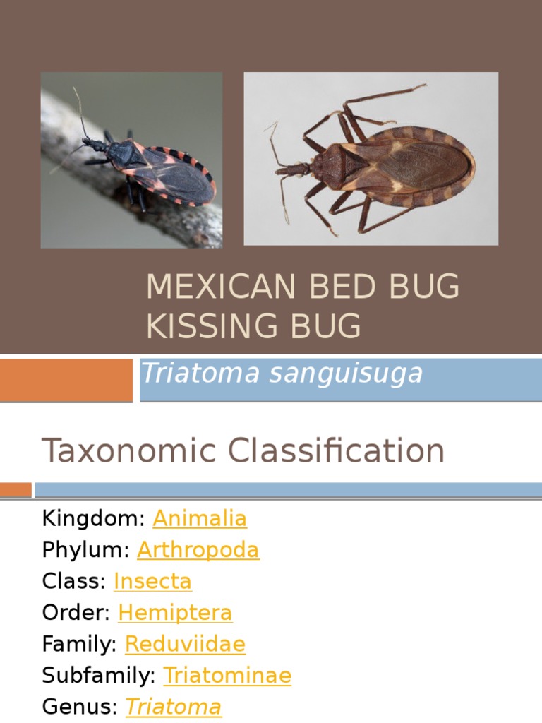Mexican Bed Bug | PDF | Clinical Medicine | Medicine