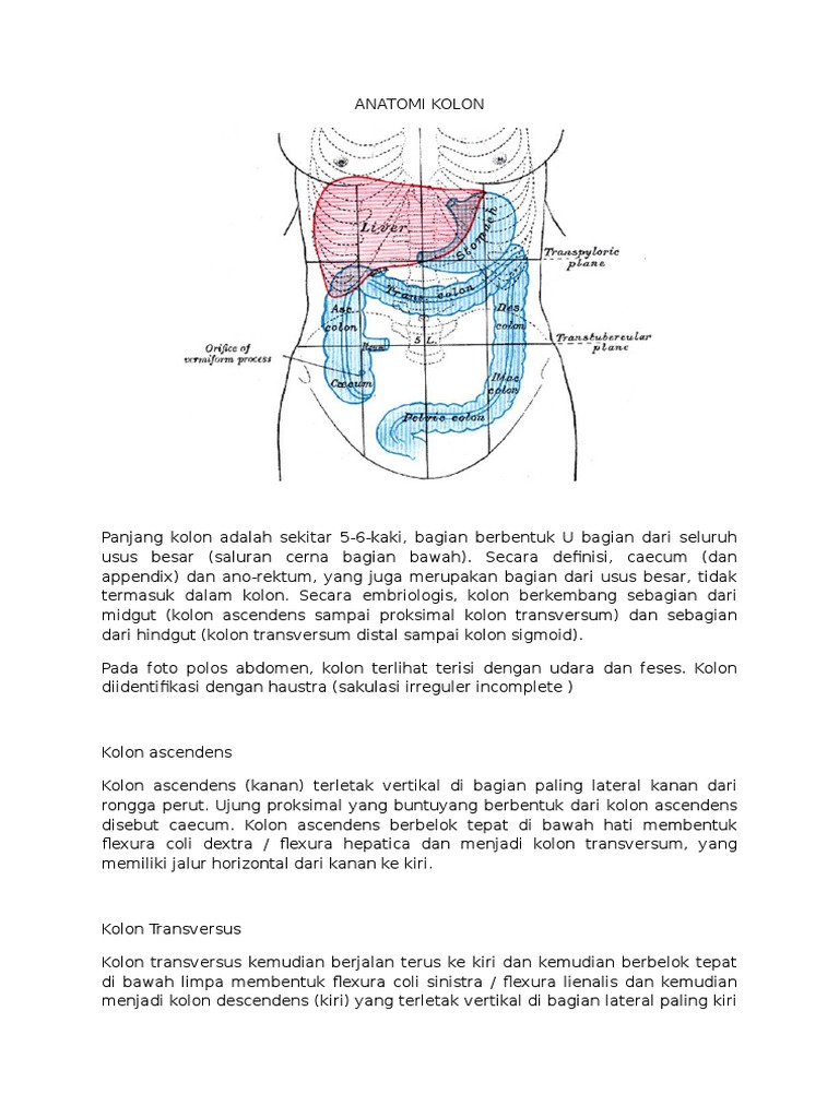 Anatomi Kolon | PDF