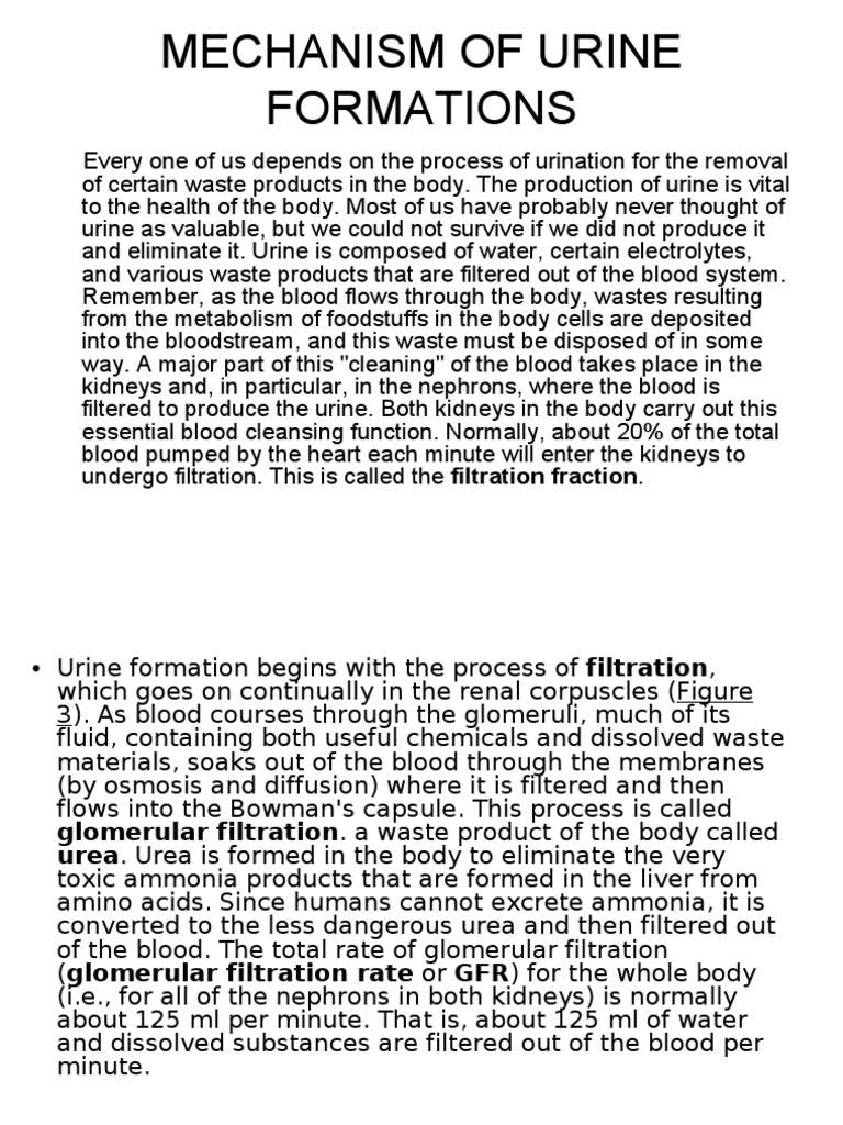 Mechanism of Urine Formation Explained | PDF | Kidney | Anatomy