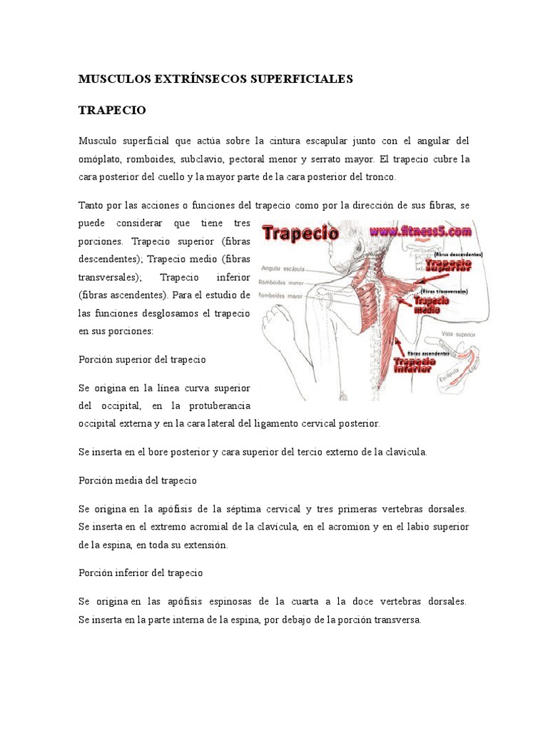 Musculos Extrínsecos Superficiales | PDF | Anatomía de los primates ...
