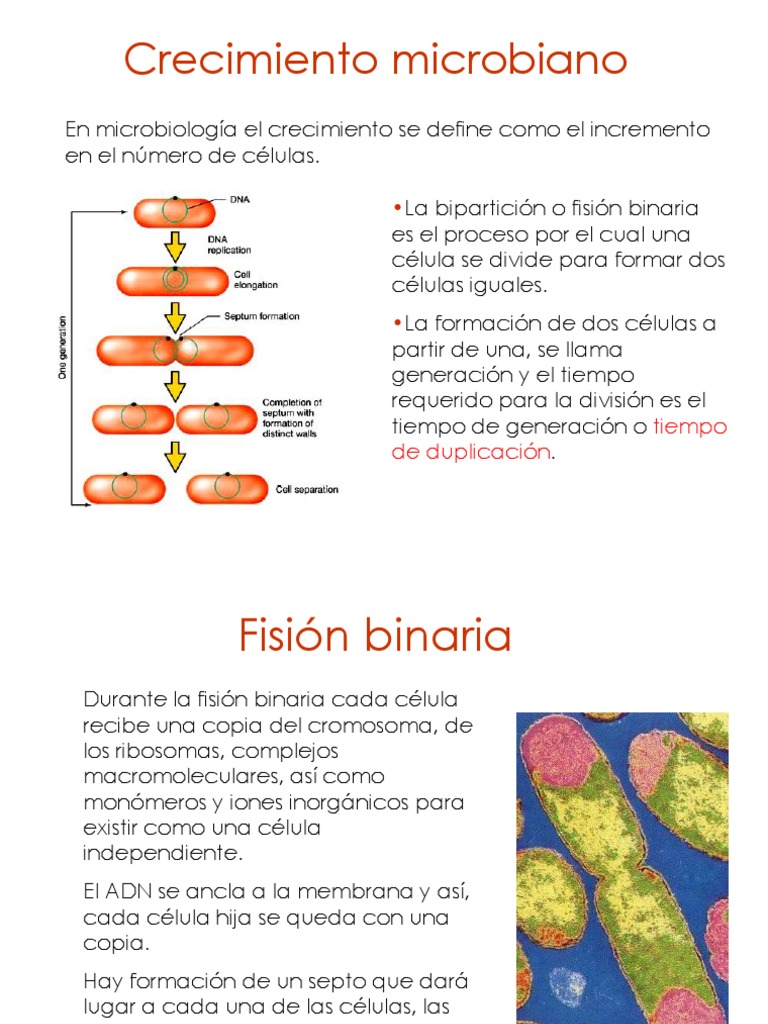 Crecimiento Microbiano | PDF | Biología Celular) | Las bacterias