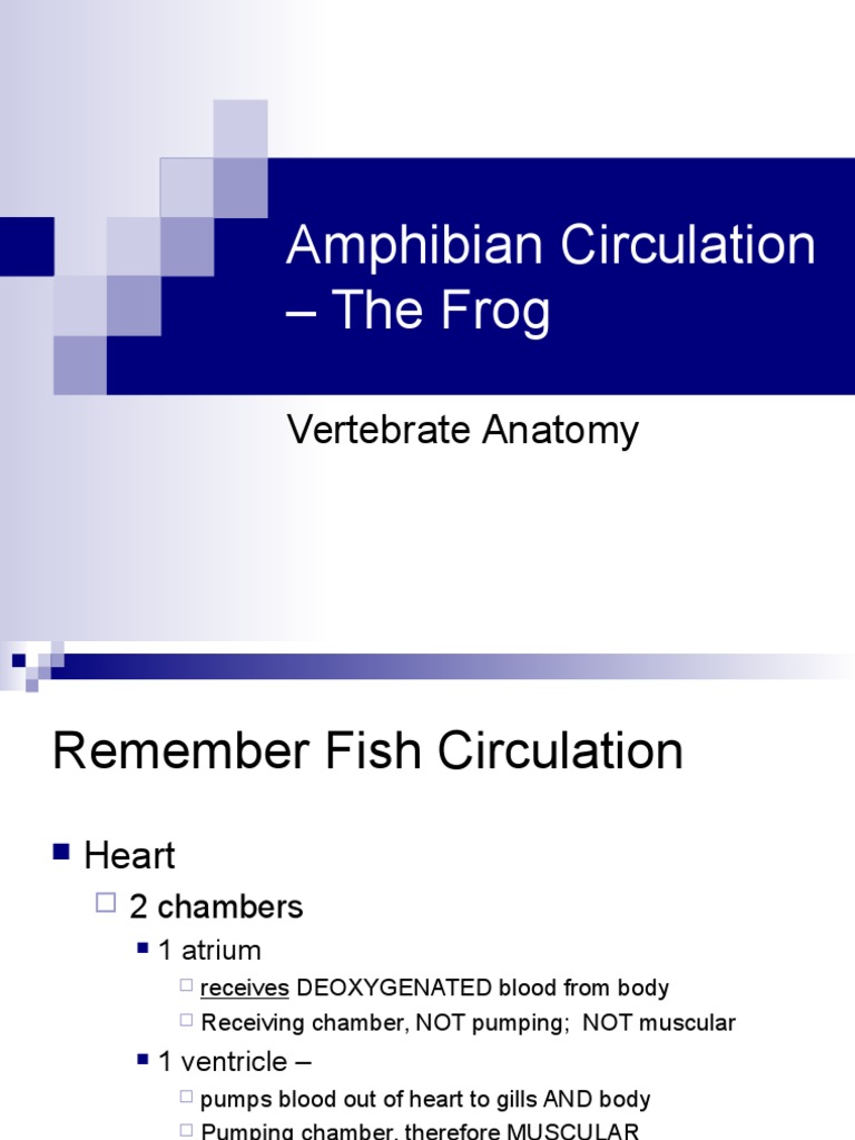 Amphibian Circulation - The Frog | PDF | Circulatory System | Atrium ...