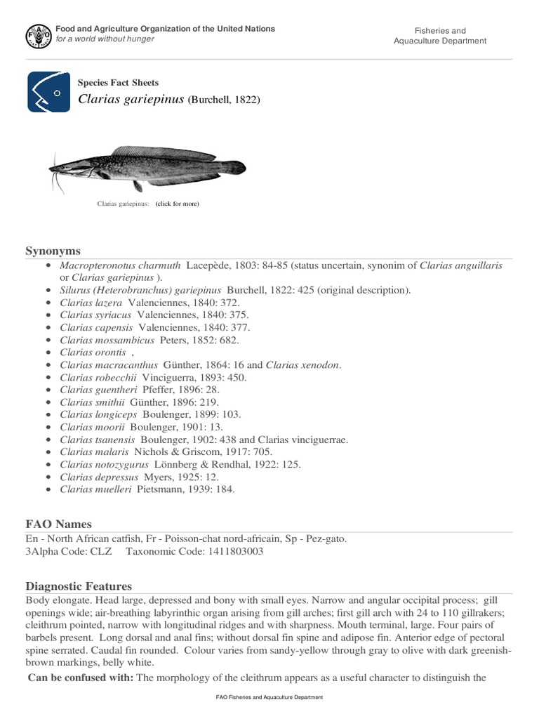 FAO Fisheries & Aquaculture - Species Fact Sheets - Clarias Gariepinus ...