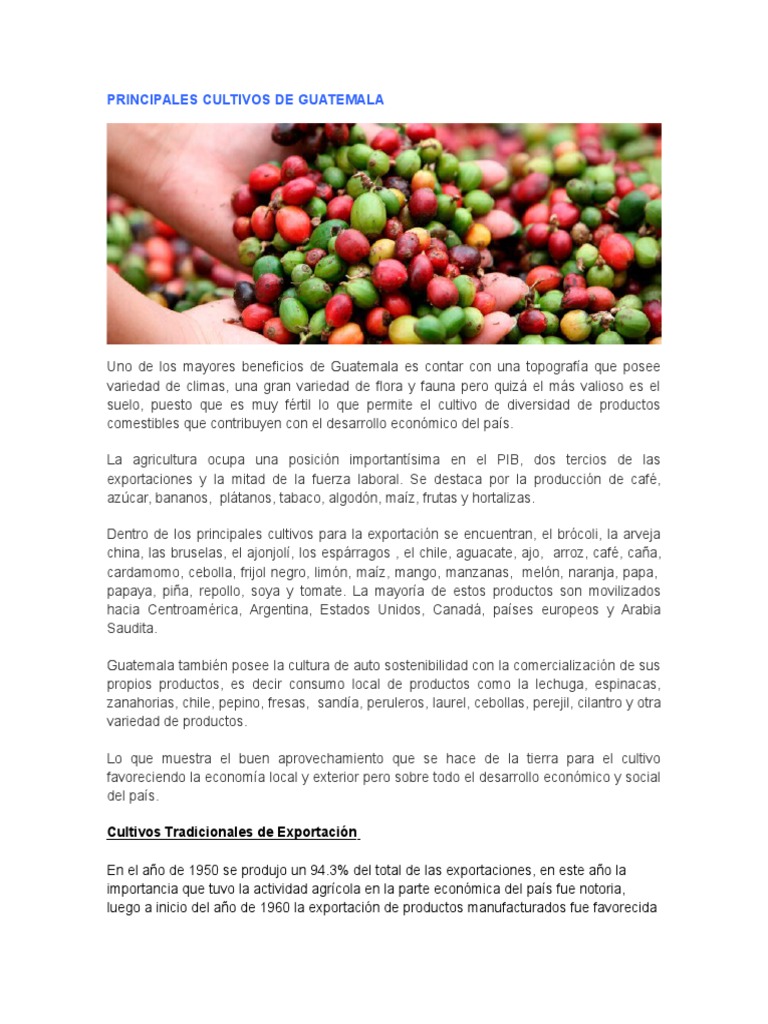 Principales Cultivos de Guatemala | Agricultura | Guatemala