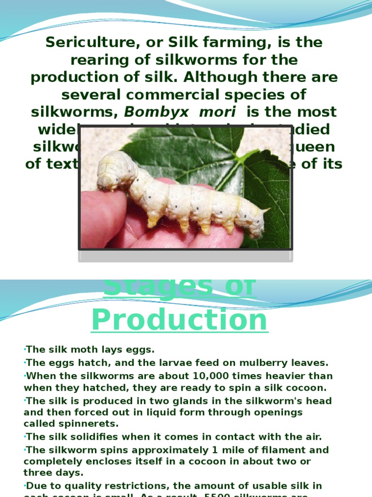 Sericulture | PDF | Silk | Yarn
