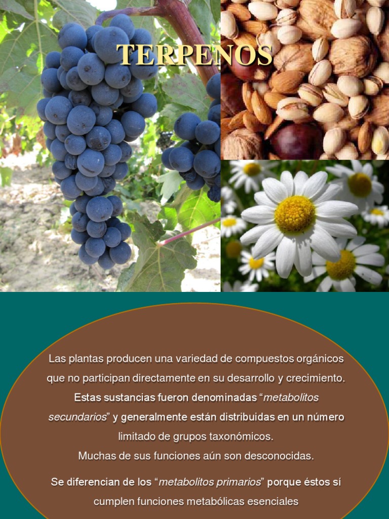 978239534 Terpenos Clase 2013 Presentación Pdf