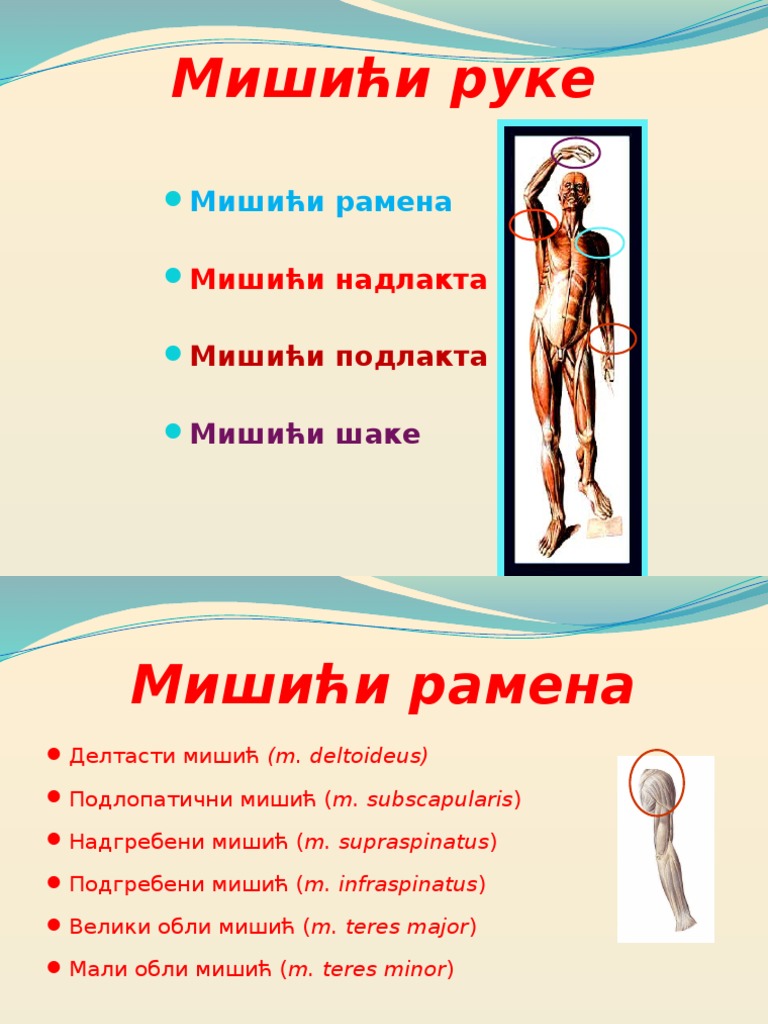 Anatomija Misici | PDF