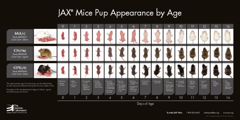 JAX Mice Pup Appearance by Age: Balb/Cj | PDF