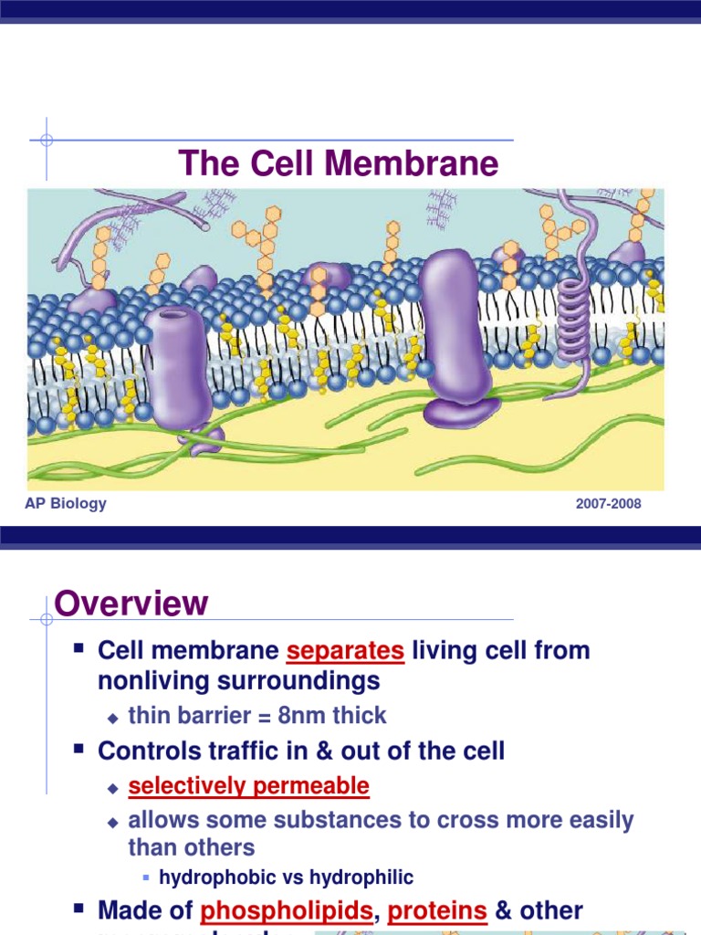 Cell Membrane | PDF | Cell Membrane | Phospholipid