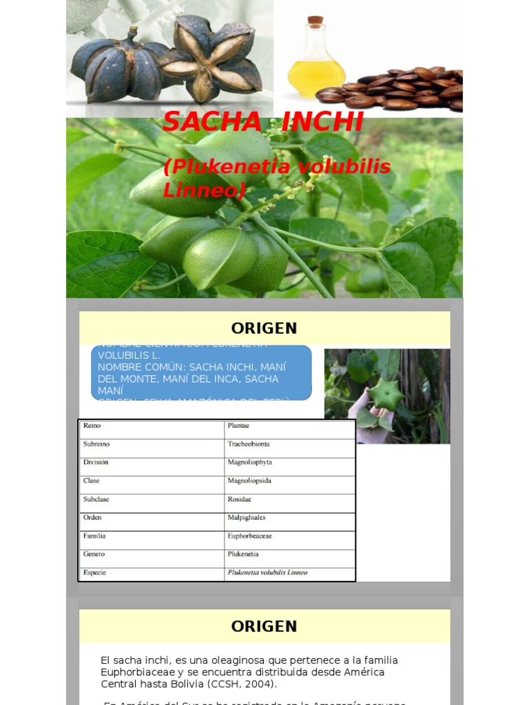 sacha inchi | Botánica | Horticultura y jardinería