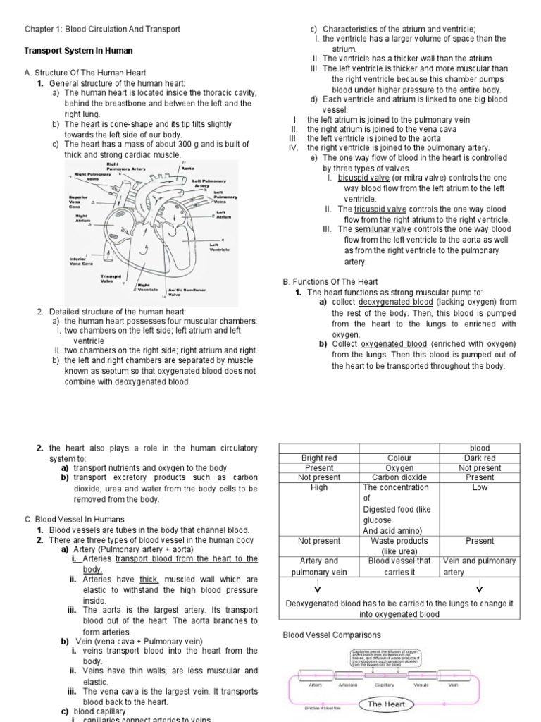 Transport System in Human | PDF | Artery | Heart