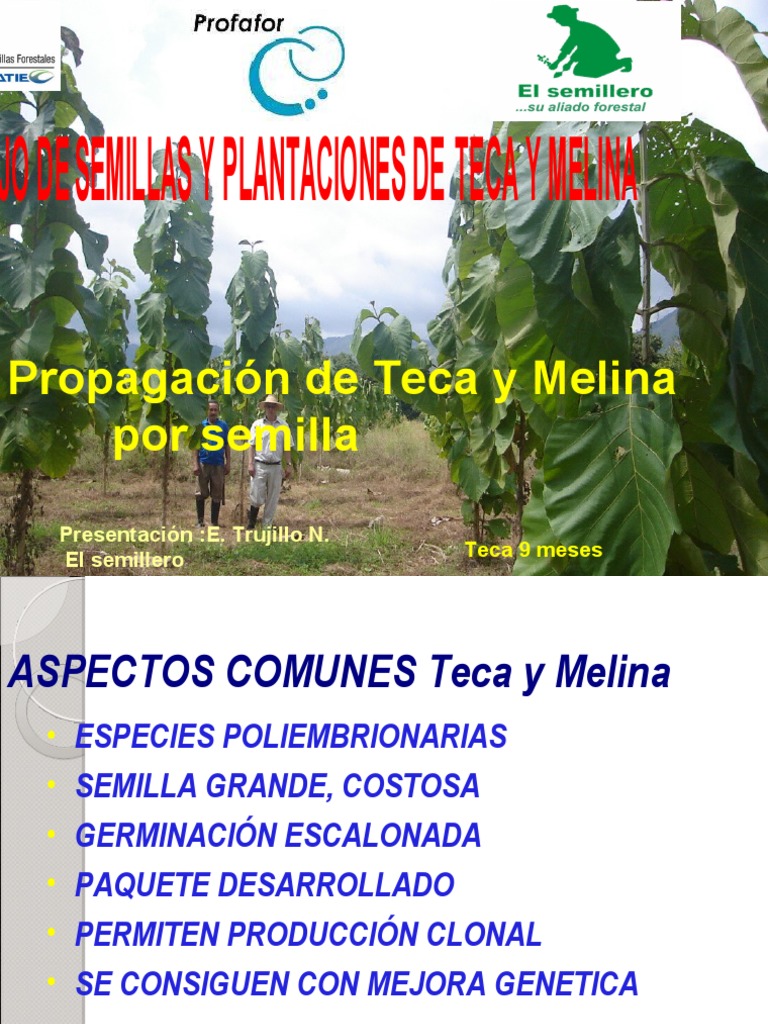 Germinación de Semillas de Teca y Melina | PDF | Siembra | Ecología
